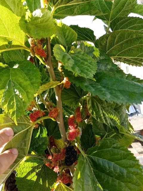 Mevsimi şaşıran dut ağacı kış ayında meyve verdi