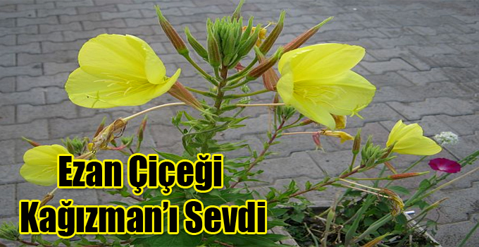 Ezan Çiçeği Kağızman’ı Sevdi