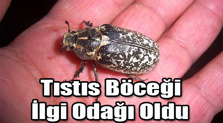 Kağızman'da Tıstıs Böceği İlgi Odağı Oldu