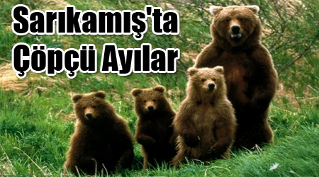 Sarıkamış'ta Çöpçü Ayılar