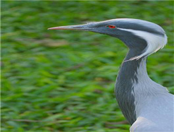 Kuyucuk Gölü’nün 213. Türü, Türkülerdeki Telli Turna