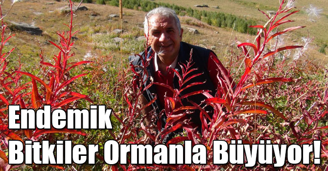 Endemik Bitkiler Ormanla Büyüyor!