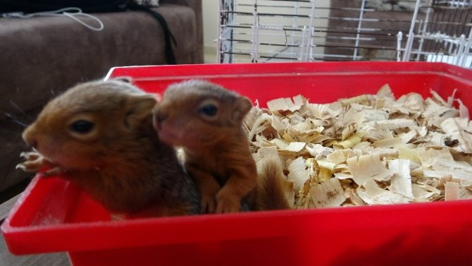 Yavru sincaplar evin neşesi oldu