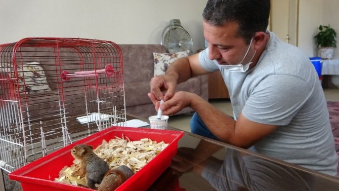 Yavru sincaplar evin neşesi oldu